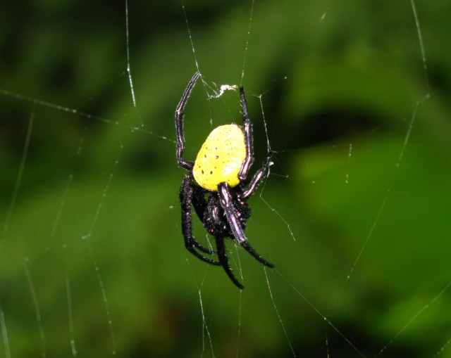 Blake and Deb in Fiji: Fiji Critter Profile - Spiders
